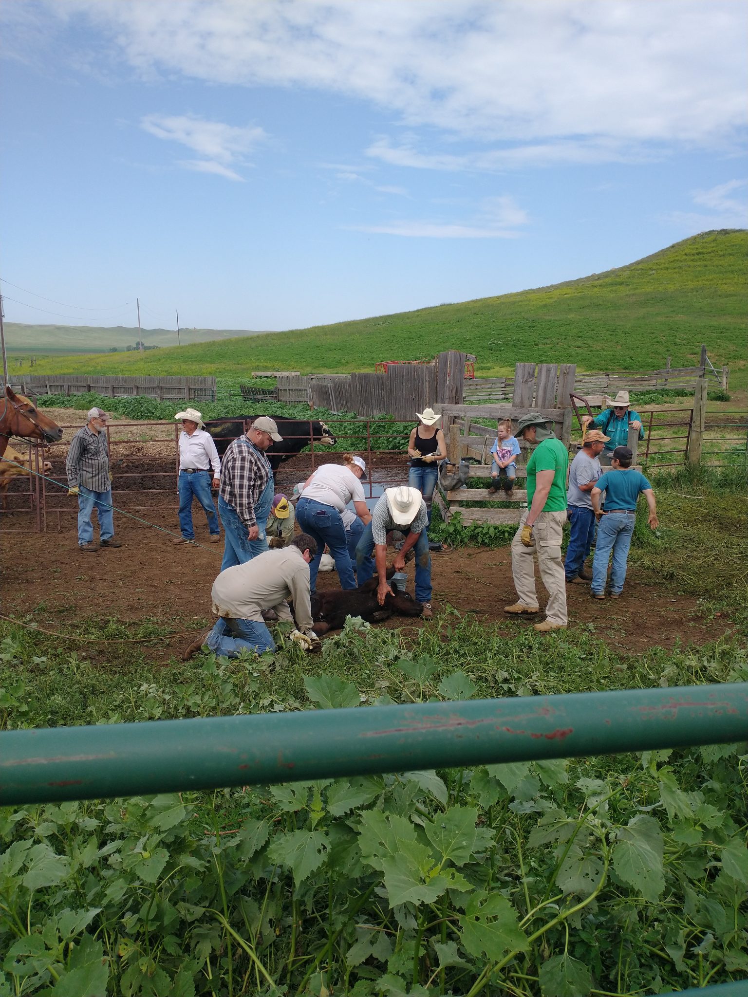 Jacobson Farm – Adventures in Haymarsh
