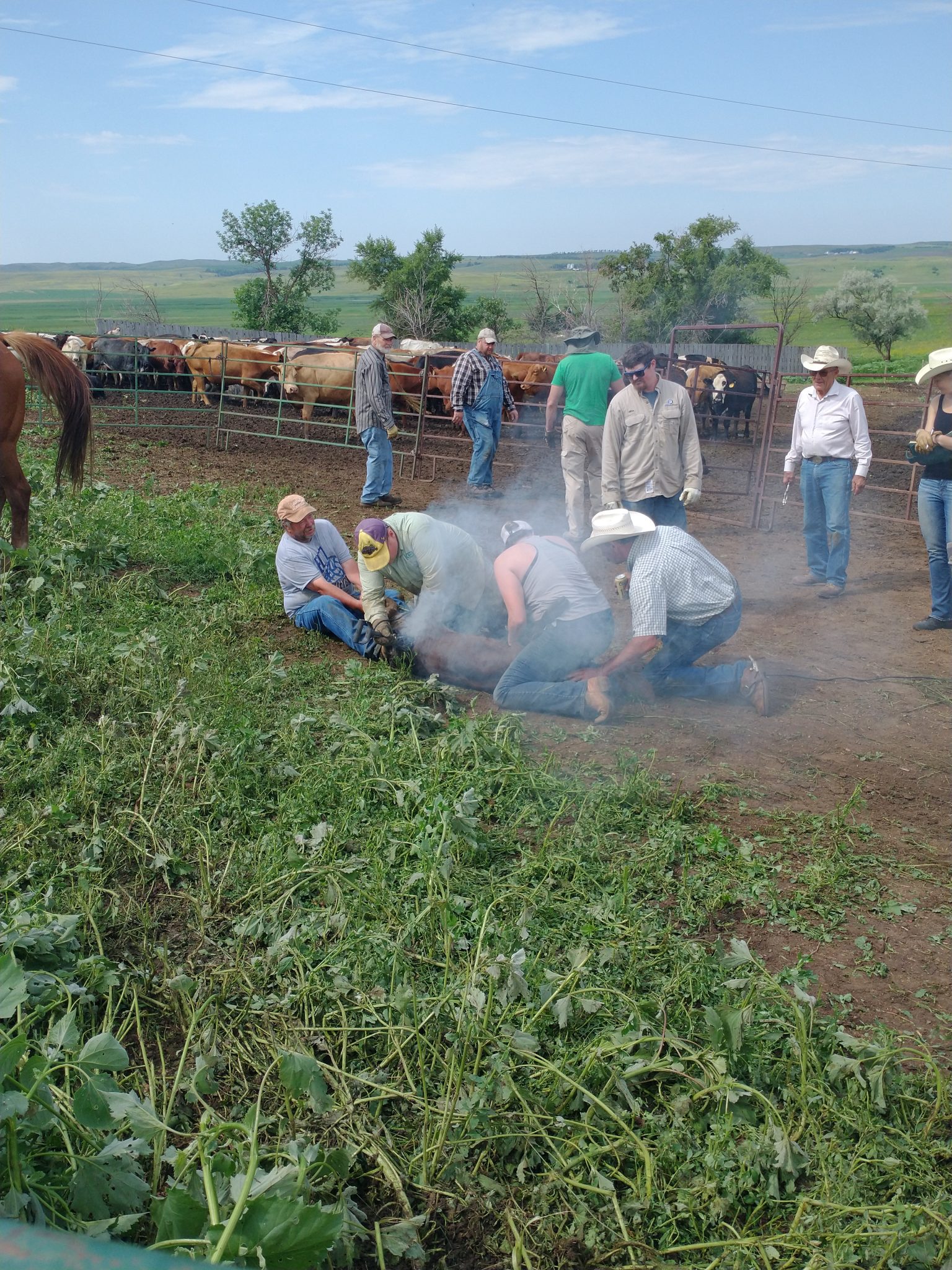Jacobson Farm – Adventures in Haymarsh